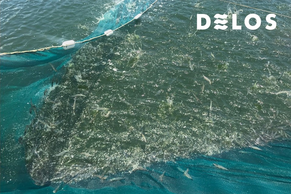 How to Easily Calculate Vannamei Shrimp Size - DELOS Aqua How to Easily Calculate Vannamei Shrimp Size - DELOS Aqua